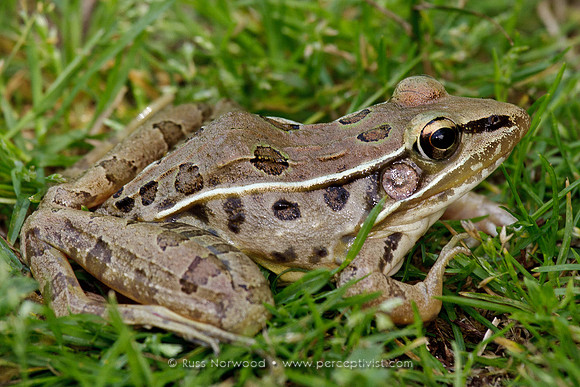Russ Norwood Photography - | Amphibians & Reptiles | Southern Leopard Frog